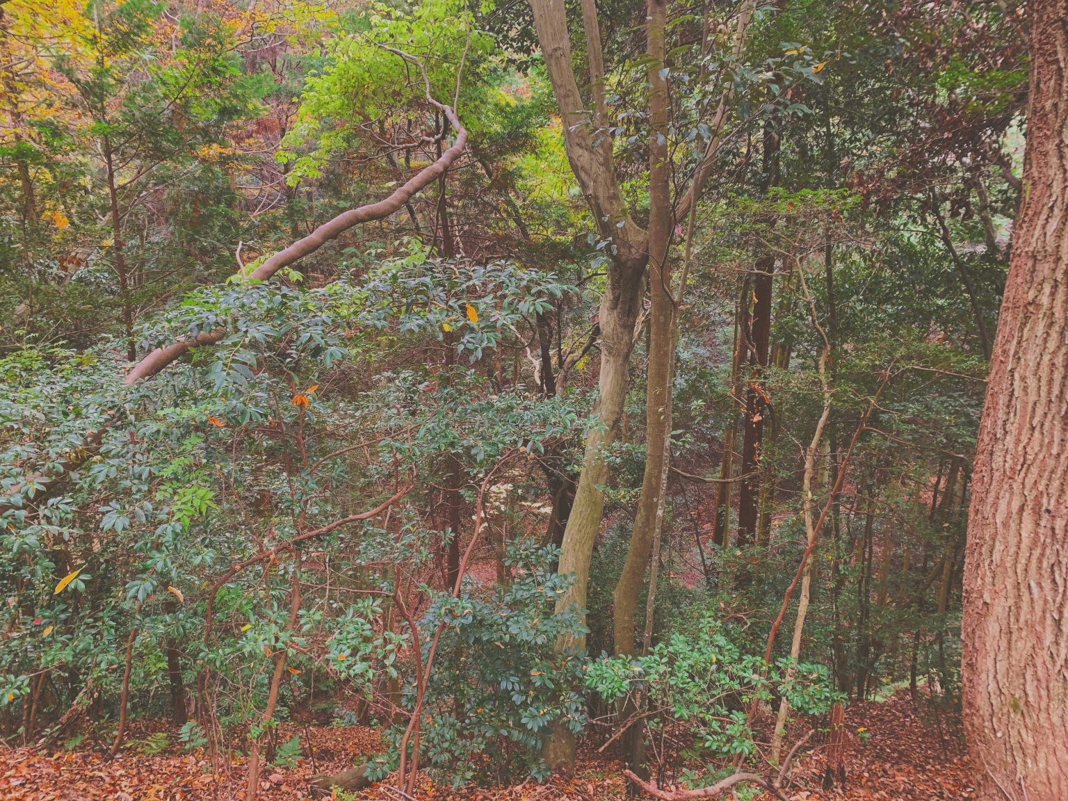 Kato Tomoya 加藤 智哉