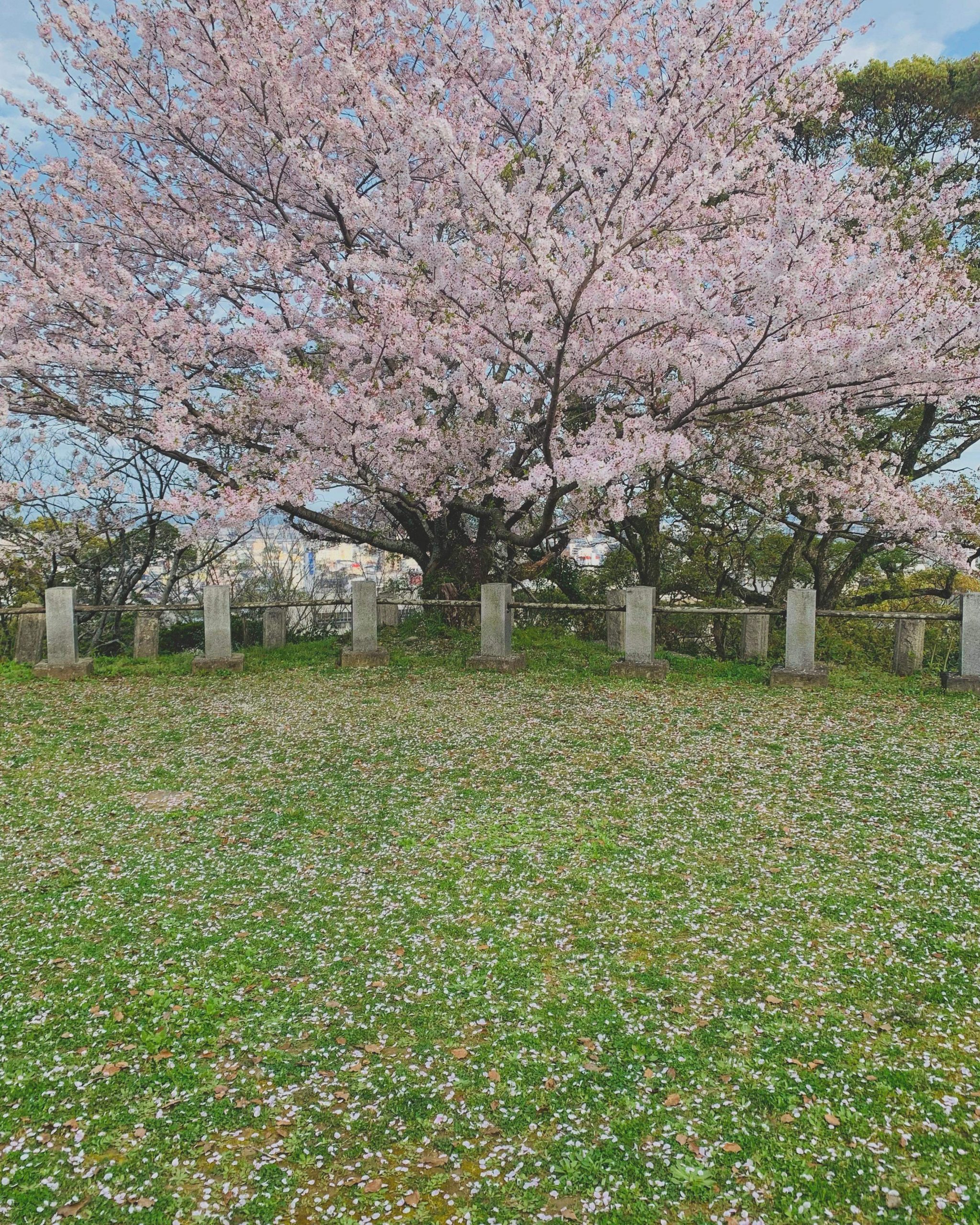 Kato Tomoya 加藤 智哉