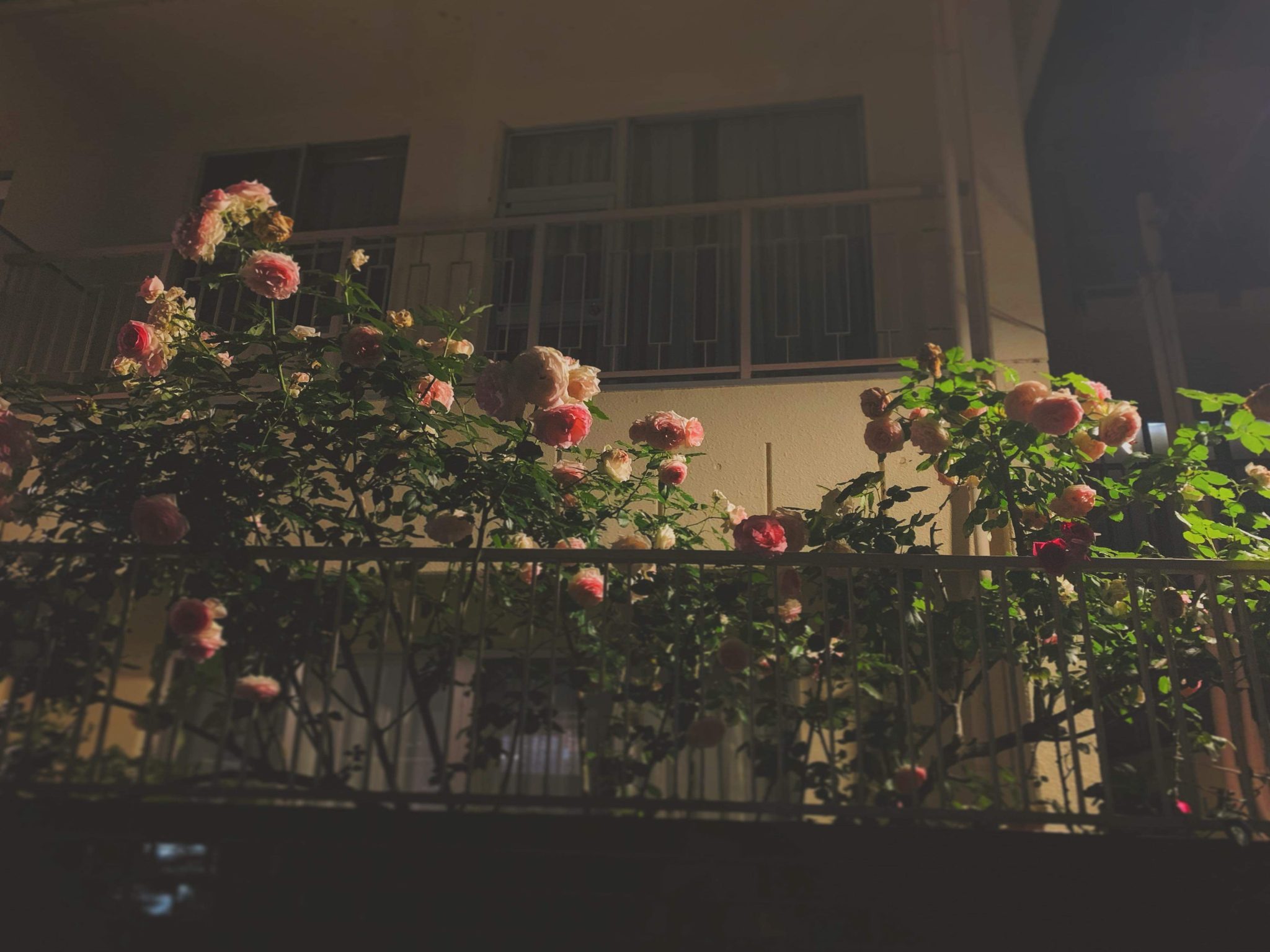 Kato Tomoya 加藤 智哉